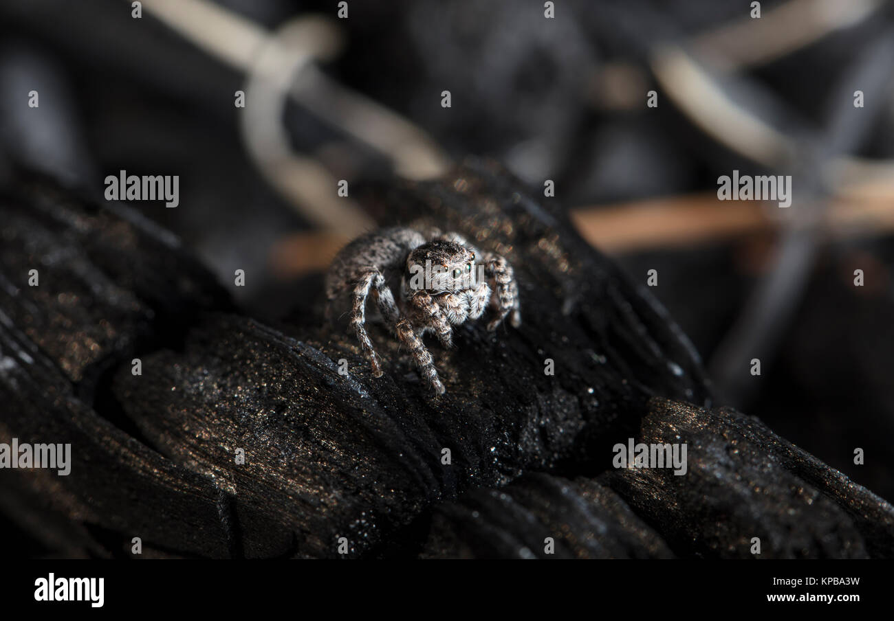 spider jumper, spider racer Stock Photo - Alamy