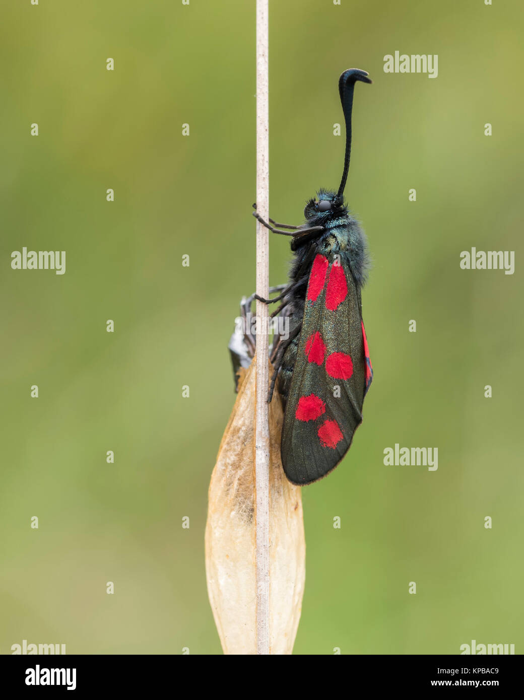 Burnet plant High Resolution Stock Photography and Images - Alamy