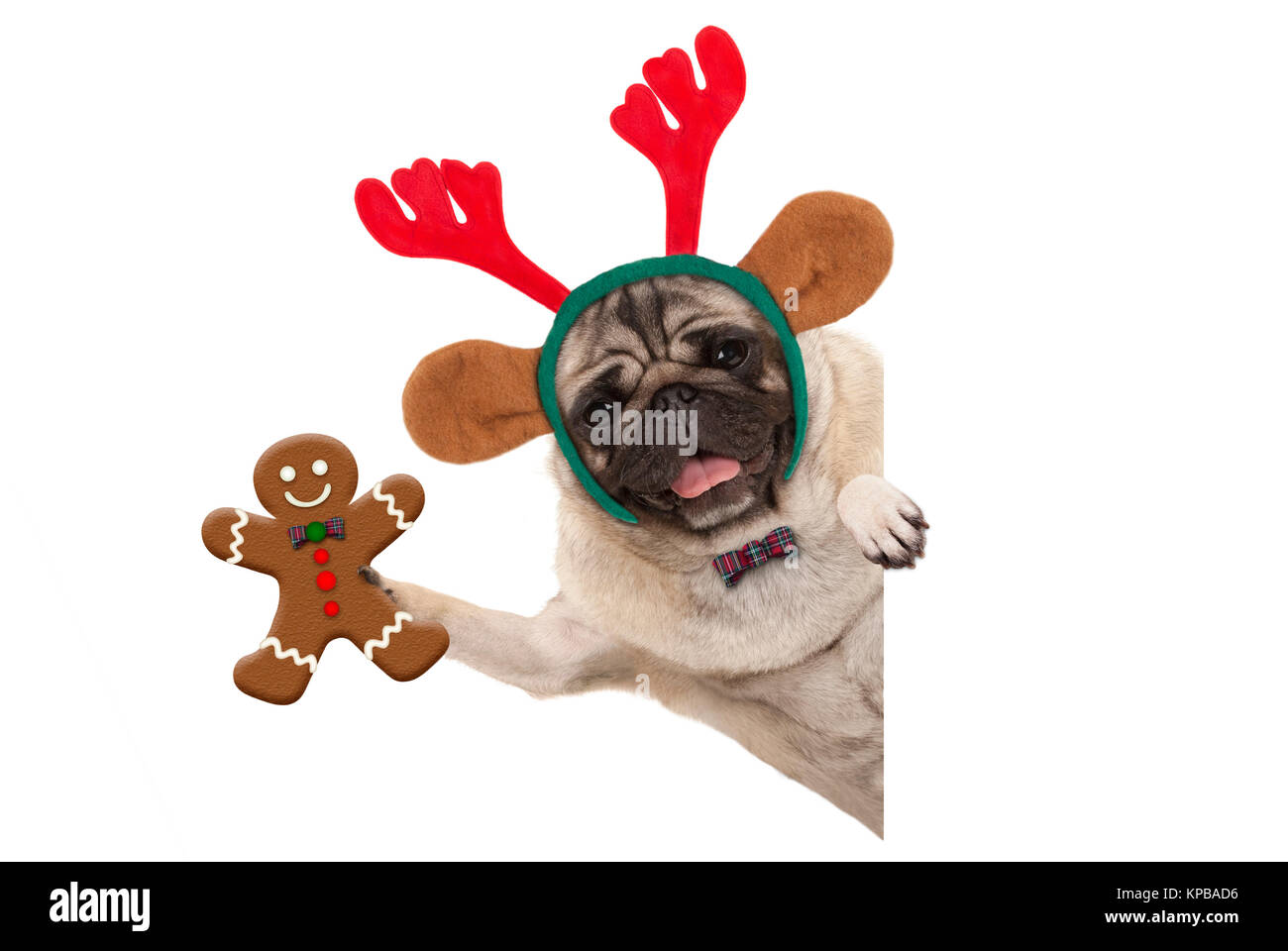 smiling Christmas pug dog holding up gingerbread man and wearing ...