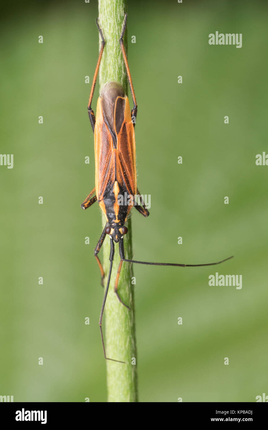 Mirid Bug (Leptopterna dolabrata) male basking in the sun on a plant ...