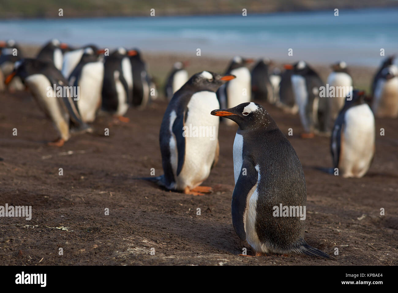 The Neck on Saunders Island in the Falkland Islands; home to multiple ...