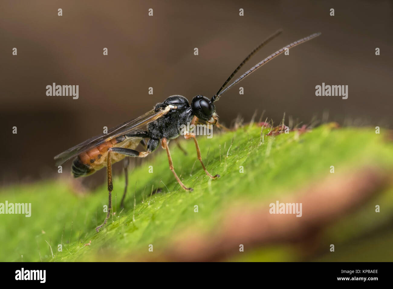Ichneumonid Wasp on bramble leaf in woodland. Cahir, Tipperary, Ireland ...