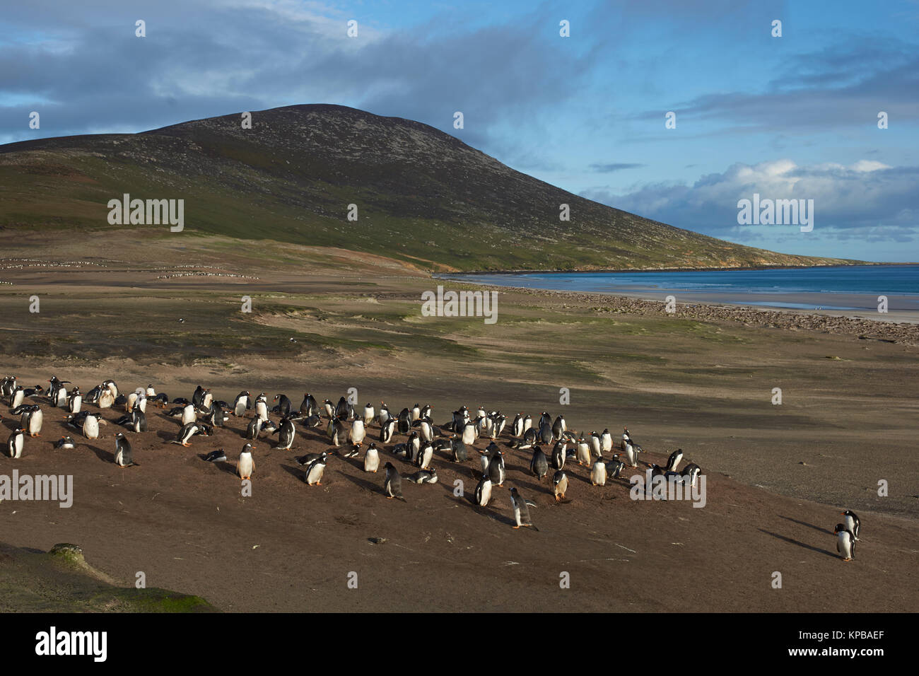 The Neck on Saunders Island in the Falkland Islands; home to multiple ...