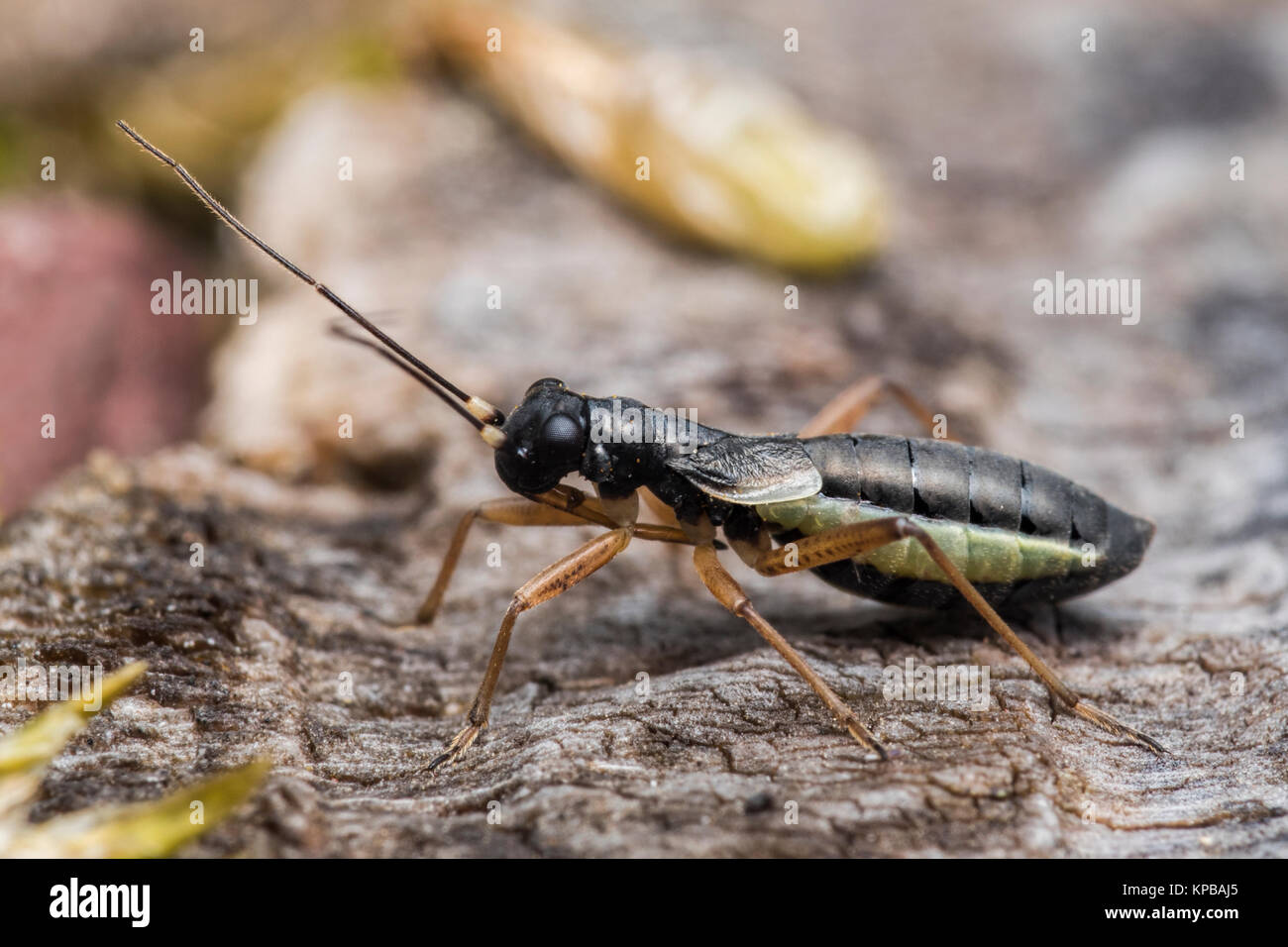 Mirid Bug (Pithanus maerkelii) on a tree trunk in woodland habitat ...