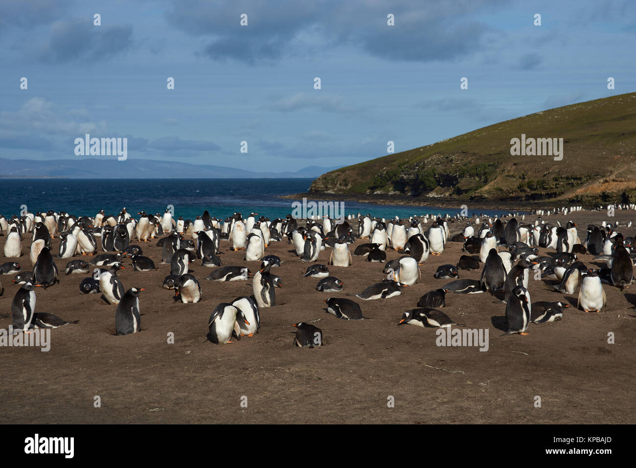 The Neck on Saunders Island in the Falkland Islands; home to multiple ...