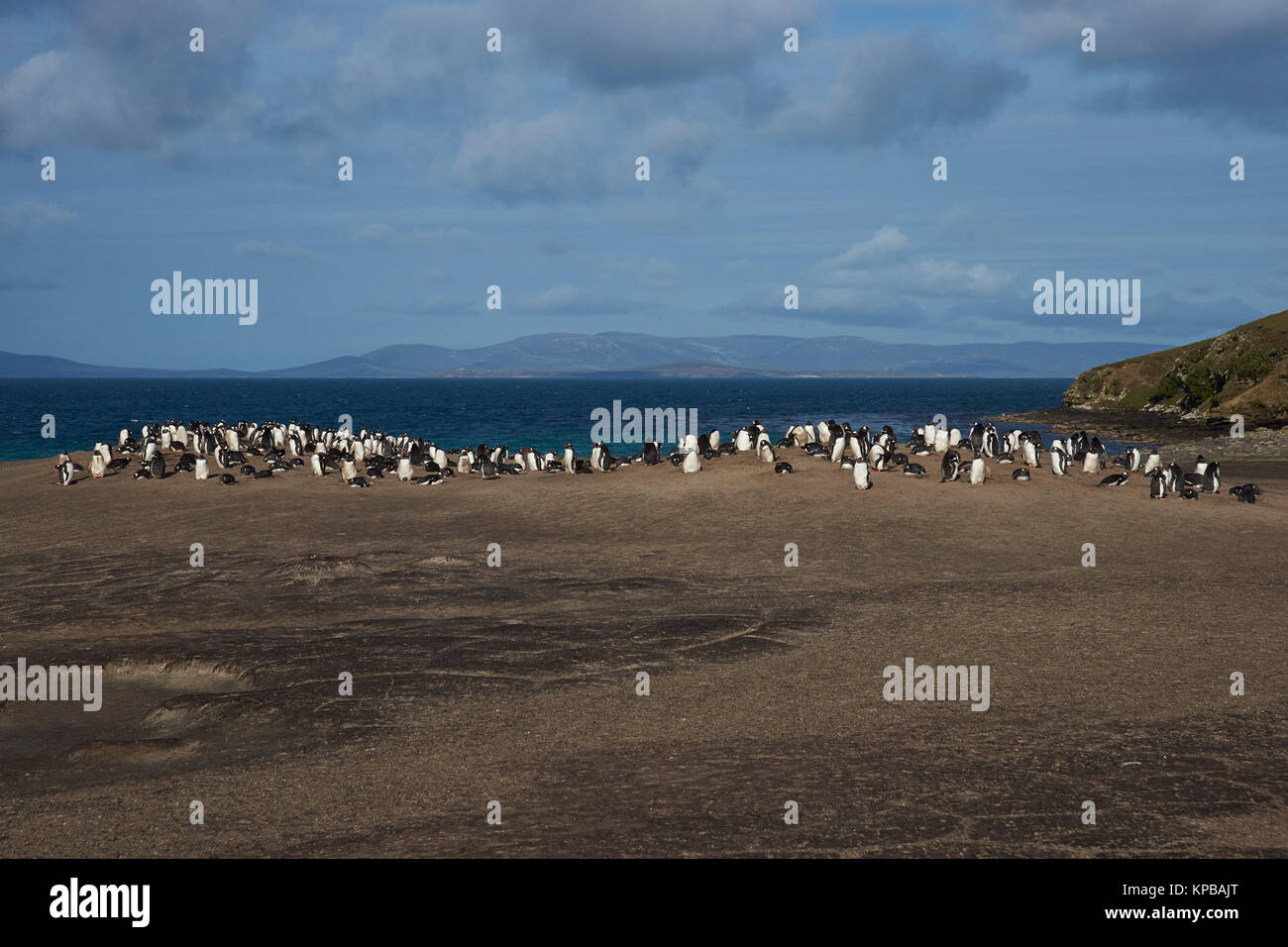 The Neck on Saunders Island in the Falkland Islands; home to multiple ...