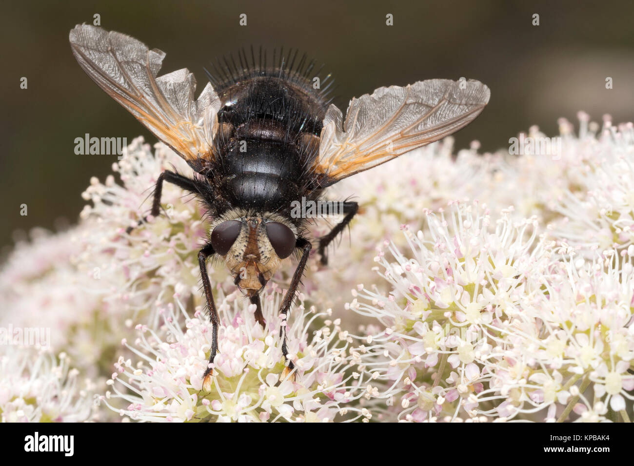 Giant Tachinid fly (Tachina grossa) on an umbellifer in woodland. Cahir ...