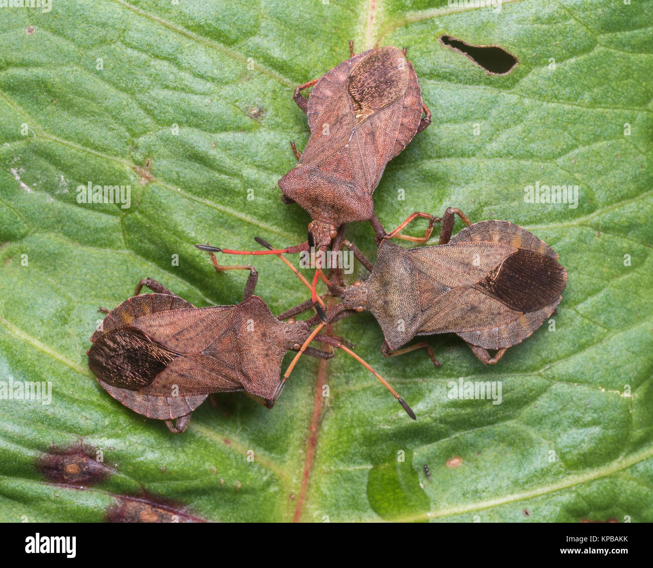A trio of adult Dock Bugs (Coreus marginatus) gathered on a dock leaf ...