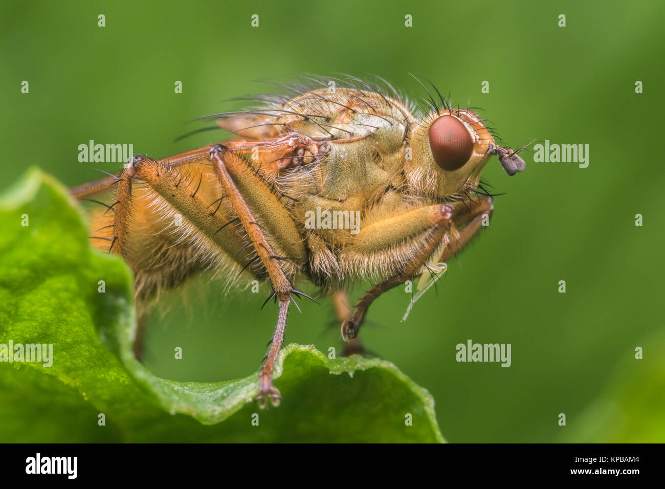 Dung fly with prey hi-res stock photography and images - Alamy