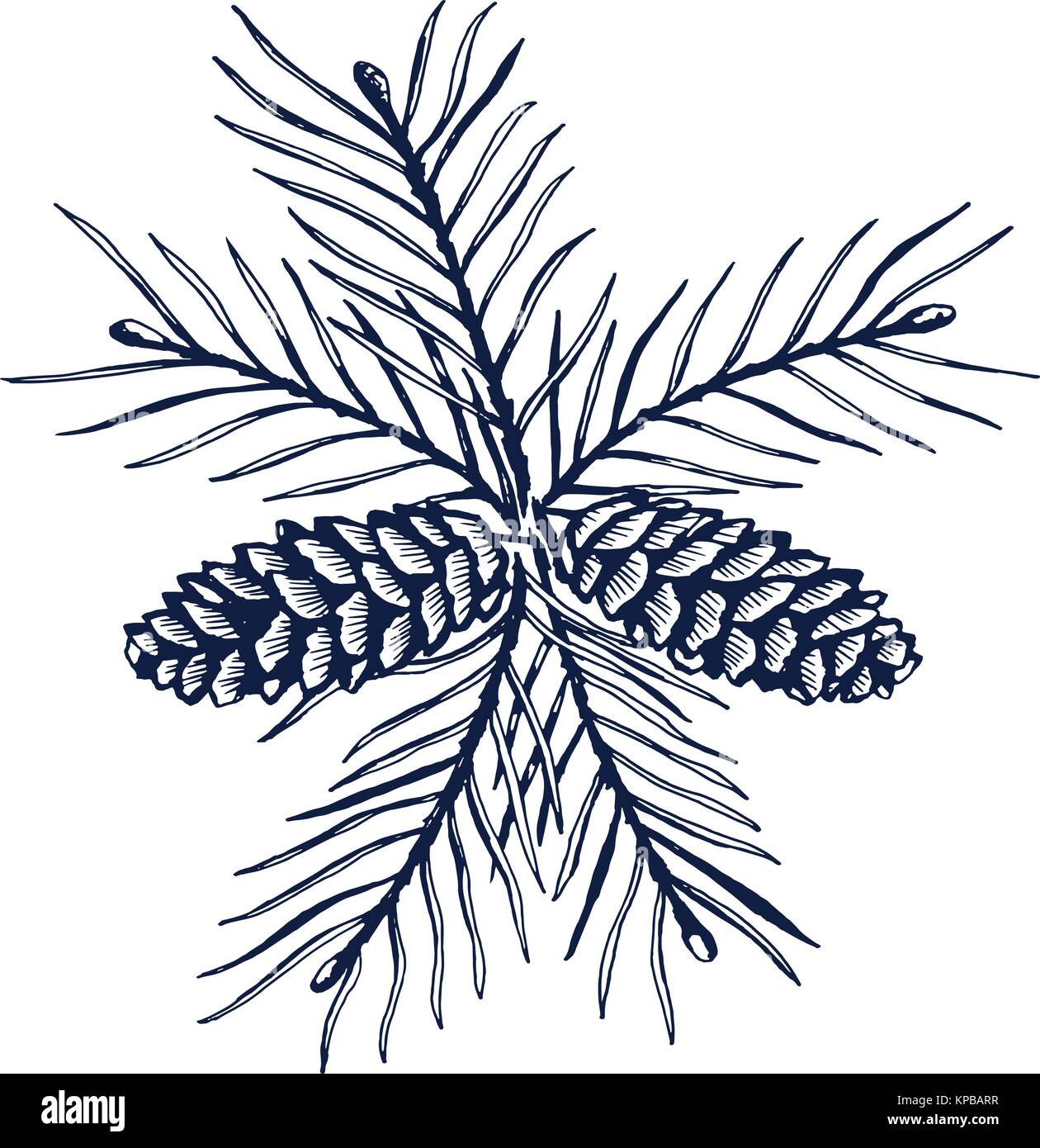 Forest collection cones Stock Vector Image & Art - Alamy