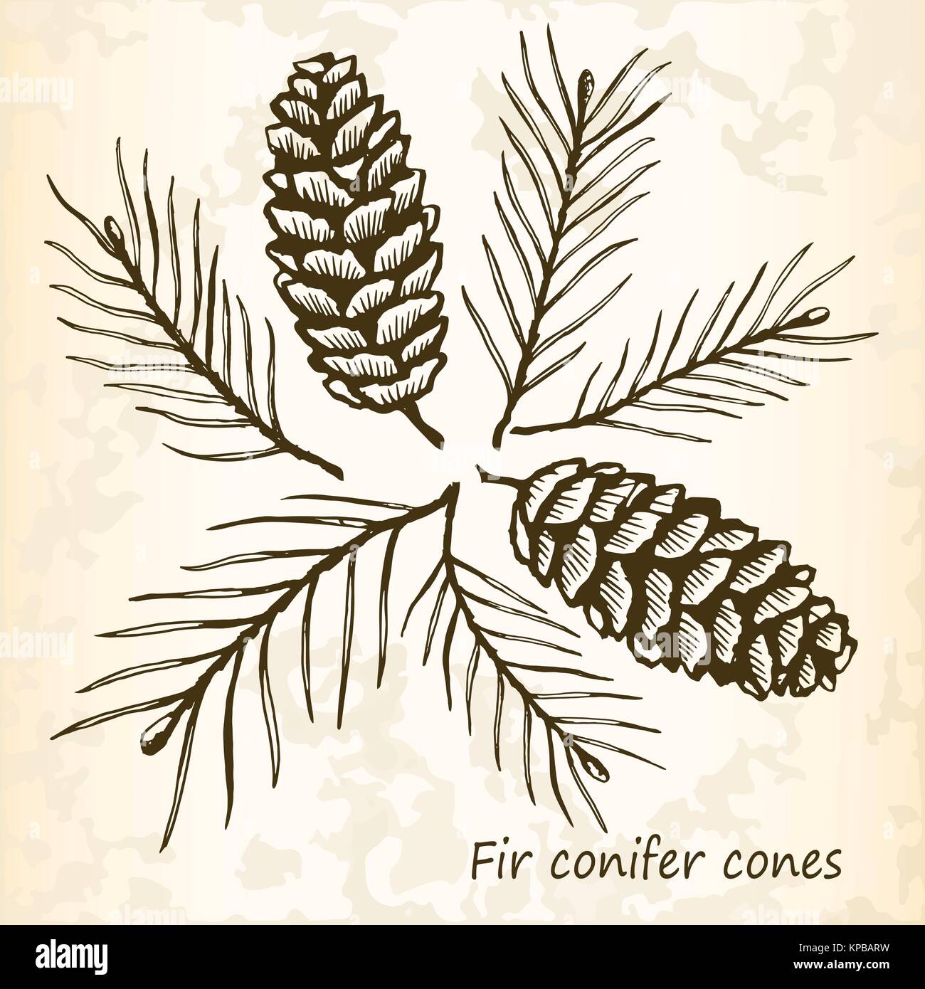 Conifer plant Stock Vector Images - Alamy