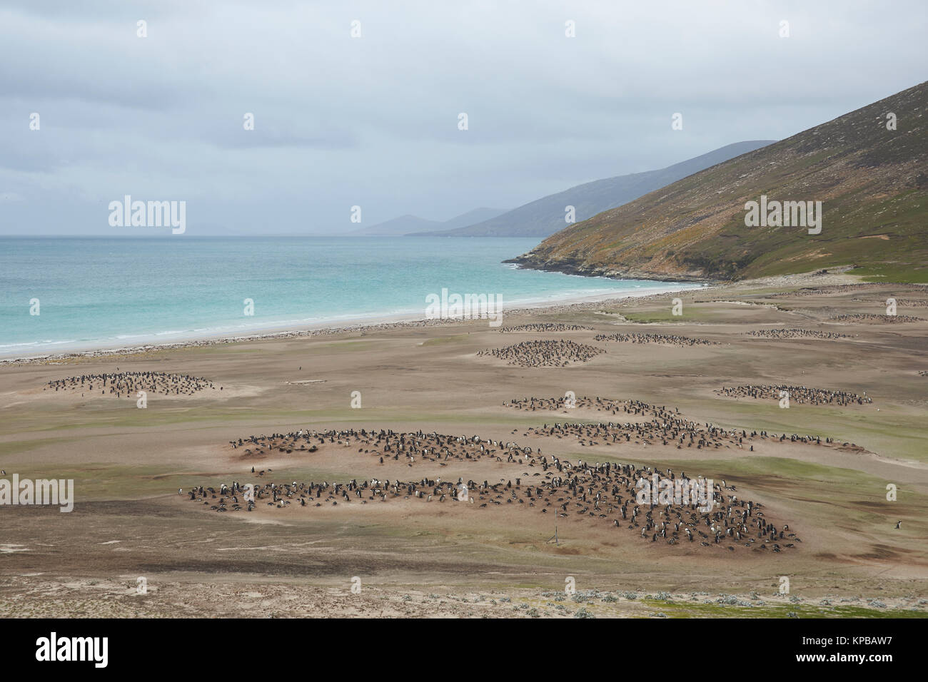 The Neck on Saunders Island in the Falkland Islands; home to multiple ...