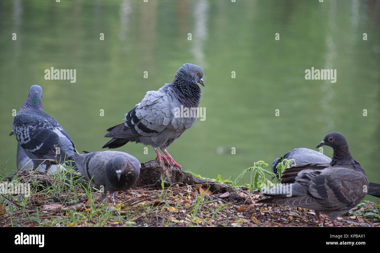 Group Of Doves High Resolution Stock Photography and Images - Alamy