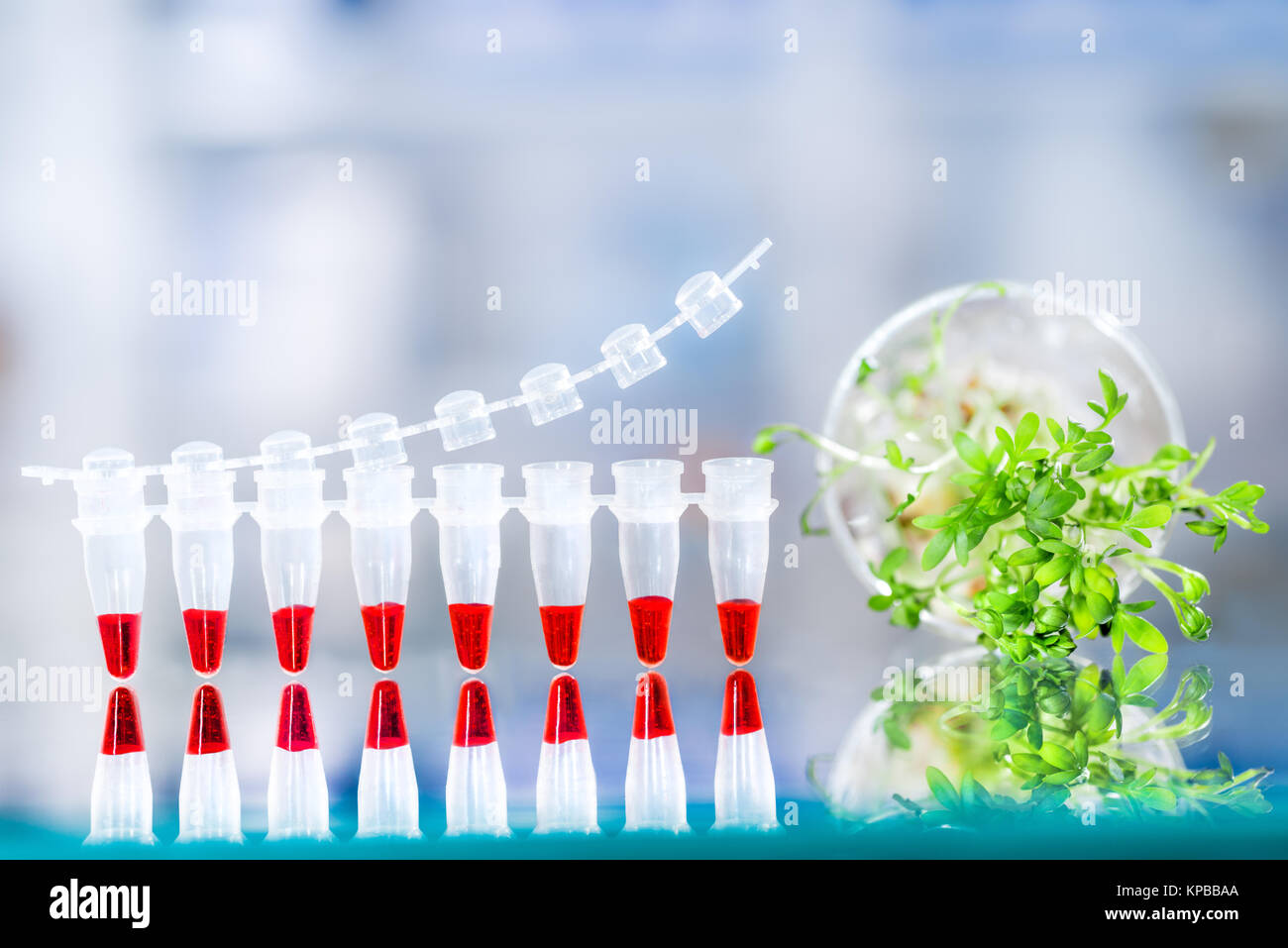 Quality control with DNA amplification test, PCR strip for this assay ...