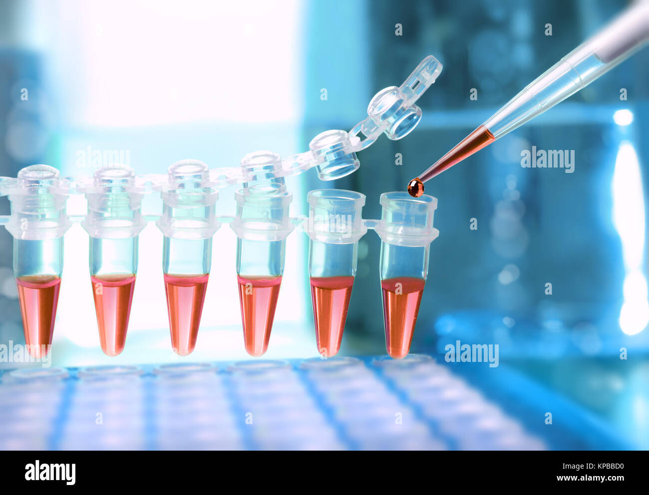 Closeup on plastic tubes for DNA amplification and loading pipette ...