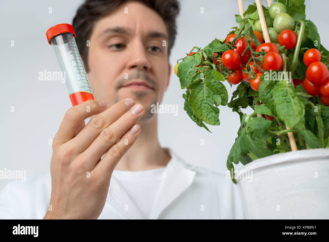 Attentive male biologist or tech with tomato plant and red sample ...