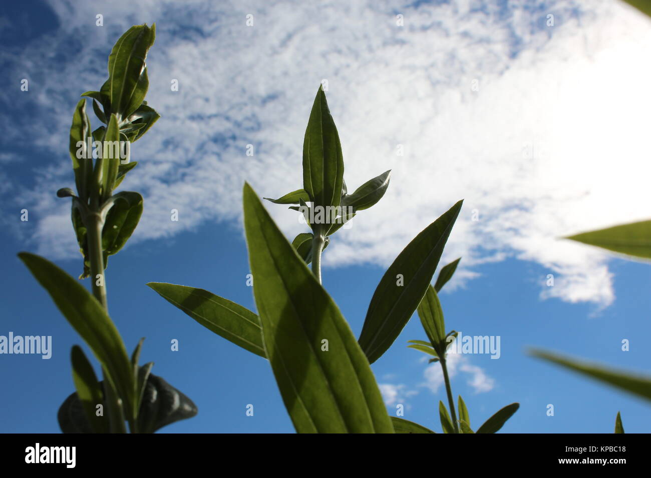 Things look bigger from the grassroots level Stock Photo - Alamy