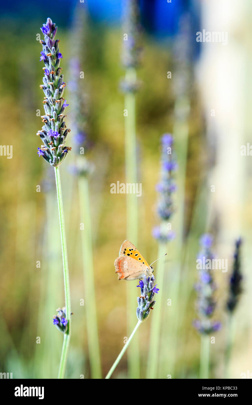 Butterflies of greece hi-res stock photography and images - Alamy