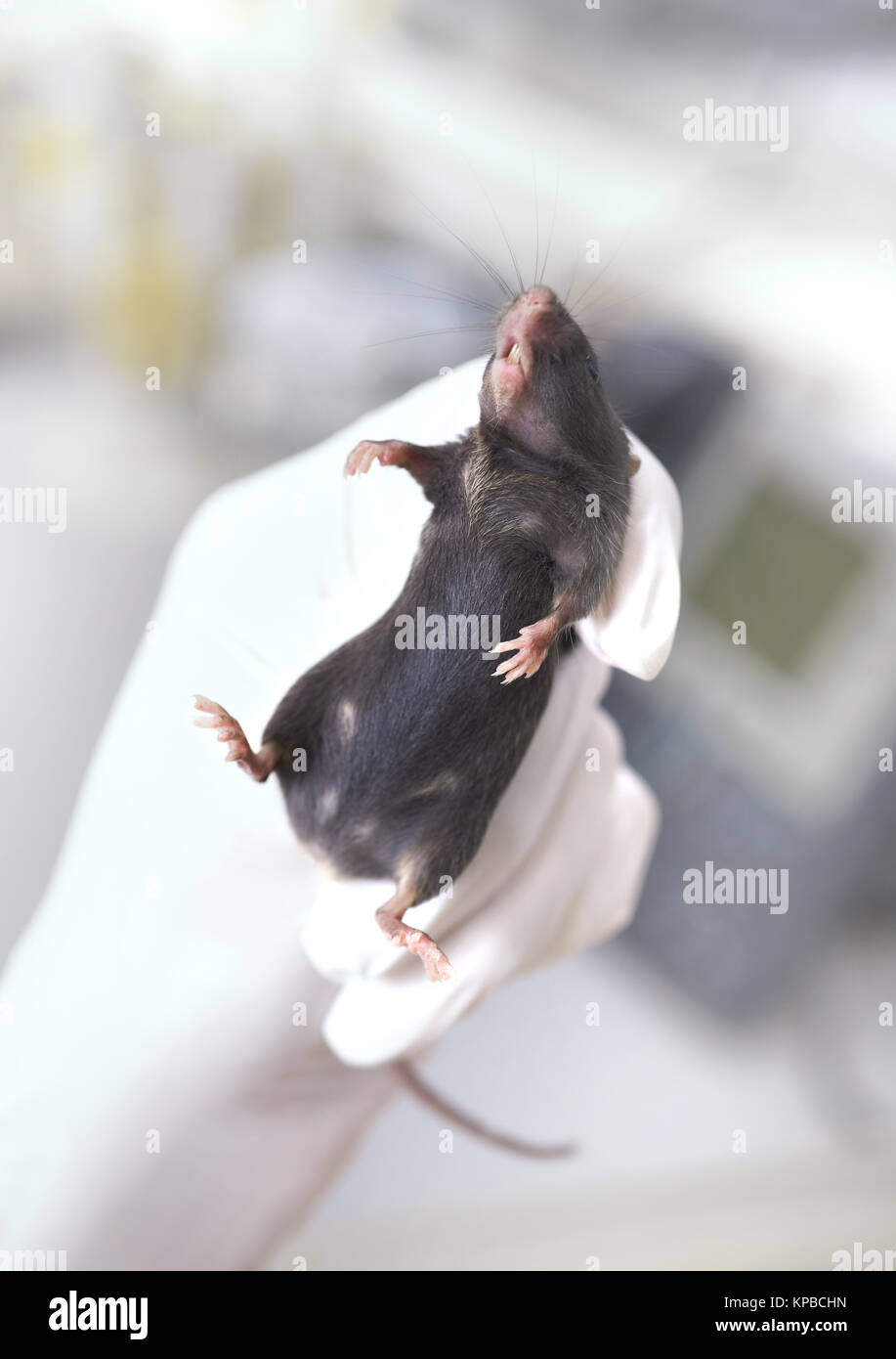 Black laboratory mouse immobilized in a gloved hand of a scientist or ...