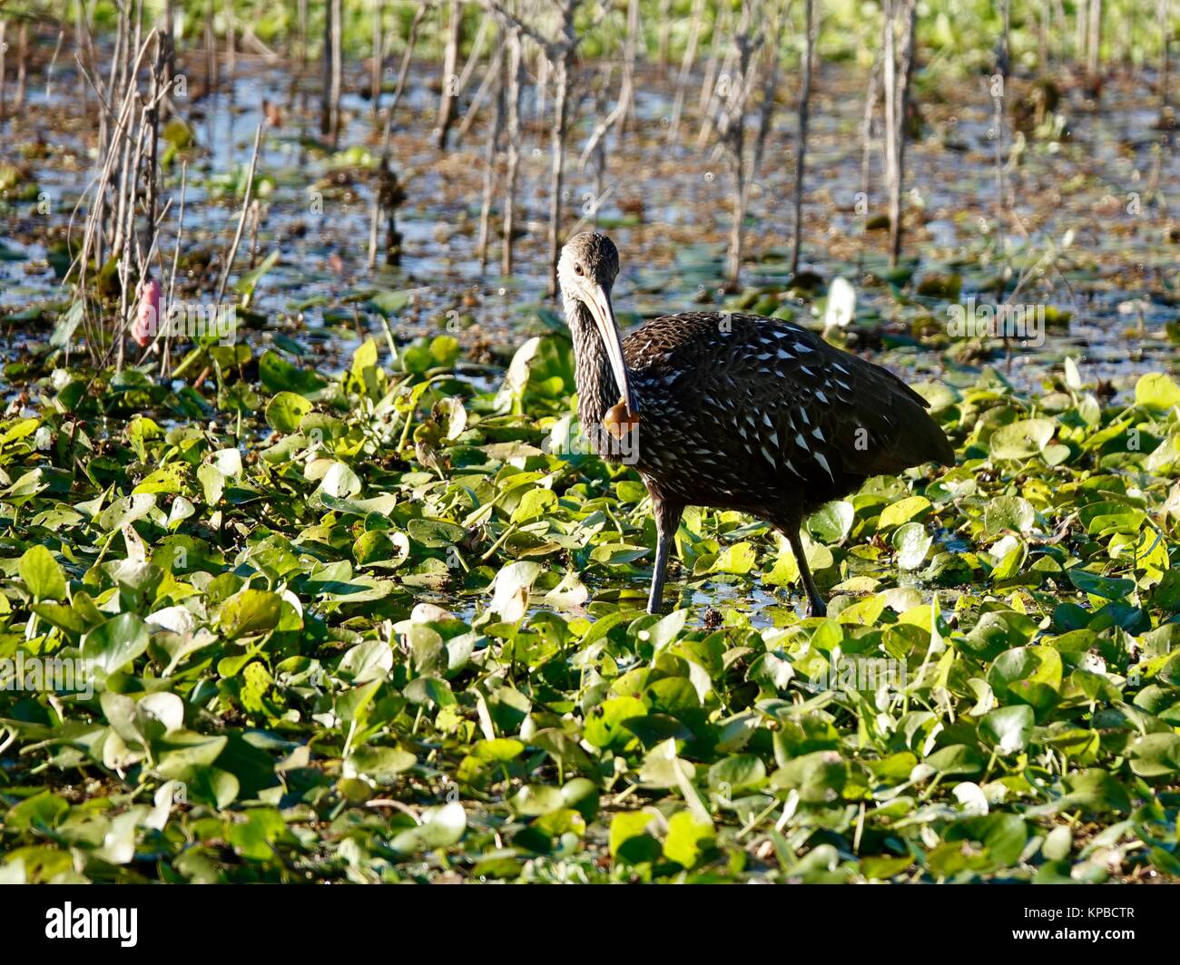 Ampullariidae hi-res stock photography and images - Alamy