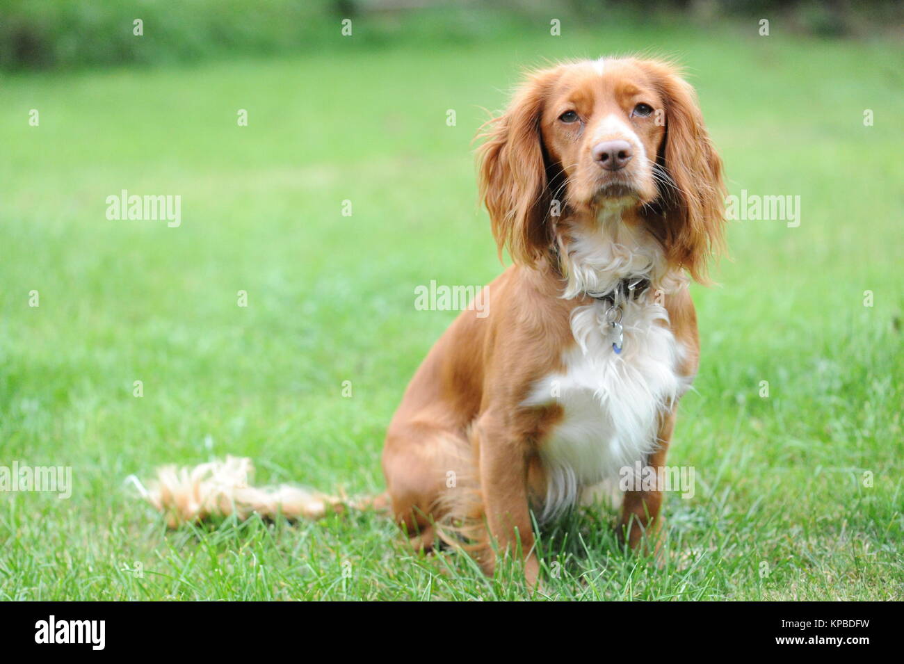 Pedigree cocker spaniel hi-res stock photography and images - Alamy
