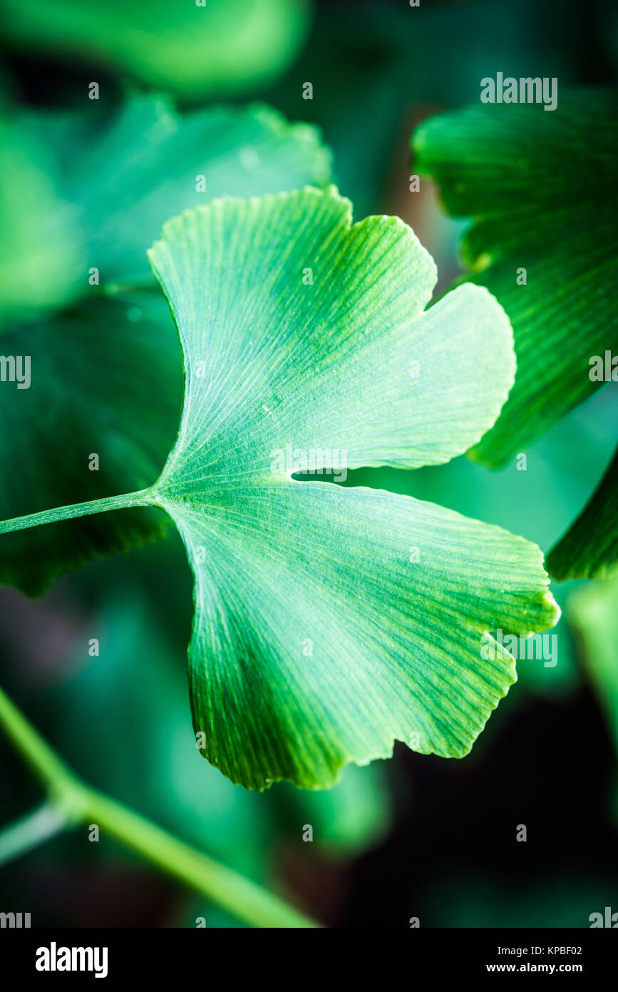 Ginkgo leave hi-res stock photography and images - Alamy