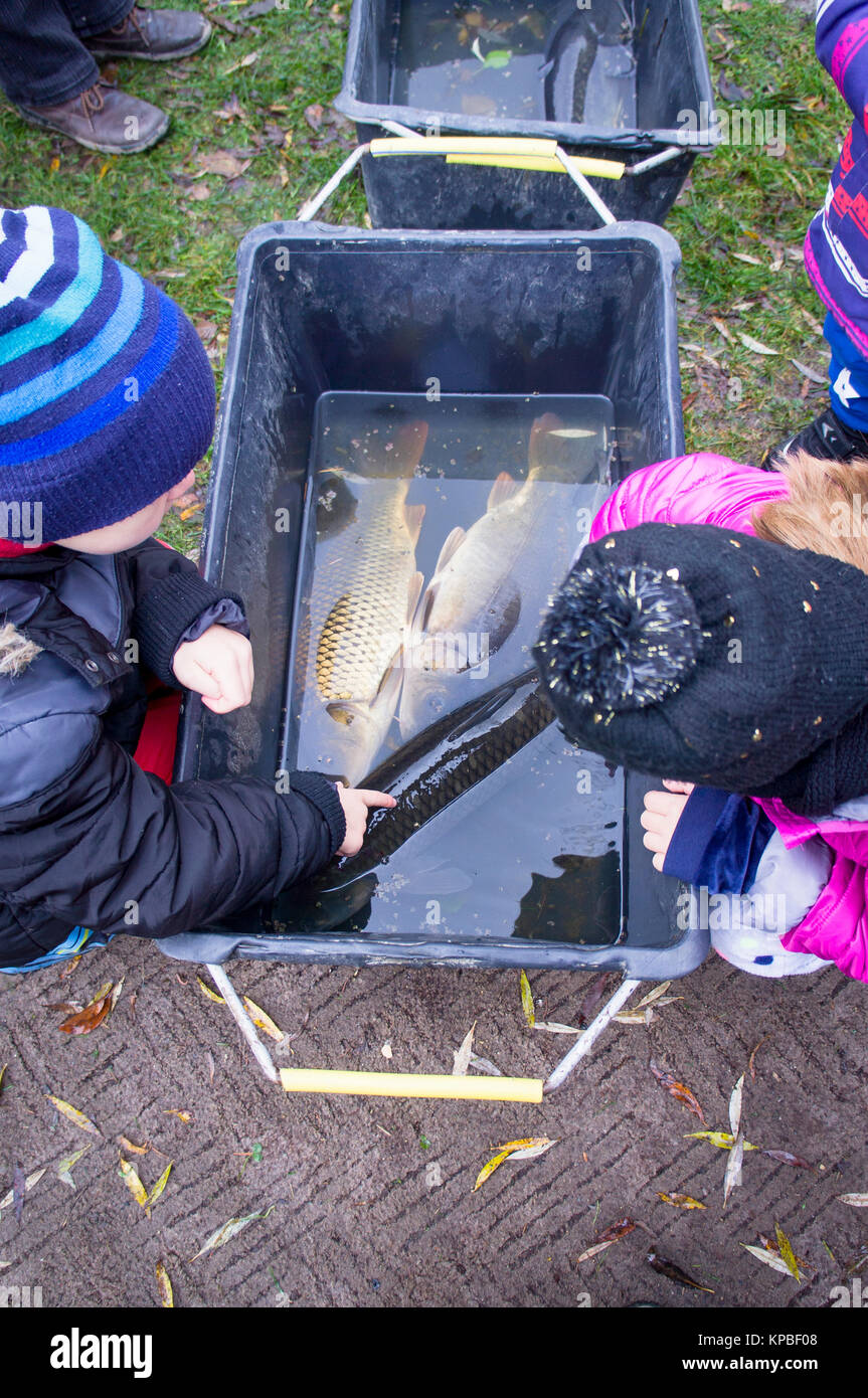 fishermen, fish, pond, fish out, haul, net Stock Photo - Alamy