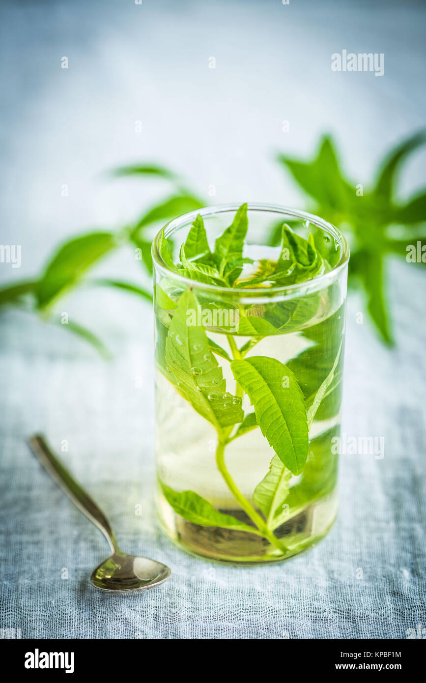 Tea of lemon verbena (Aloysia triphylla) used in herbal medicine as a ...