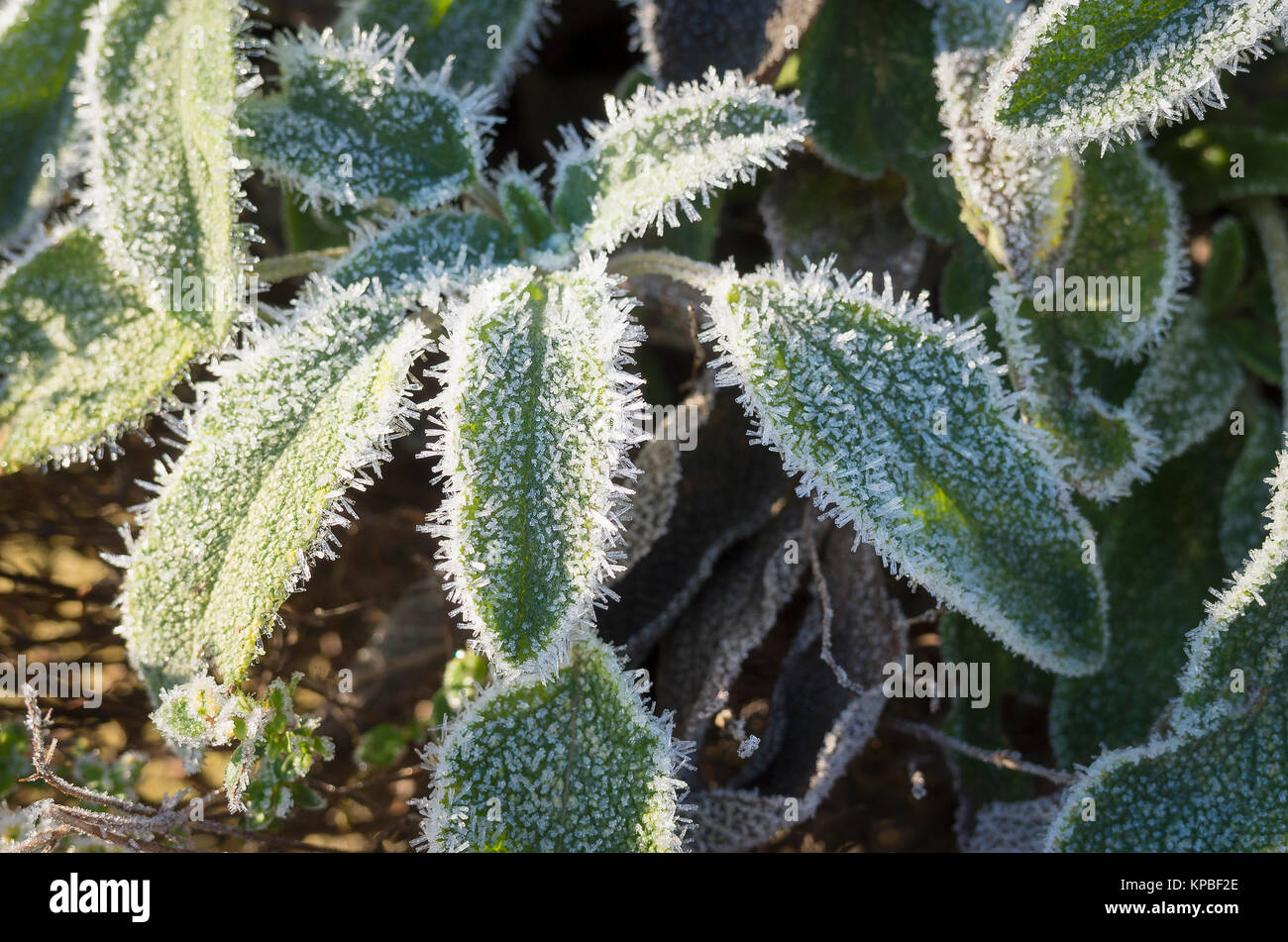 Sage plant garden hi-res stock photography and images - Alamy