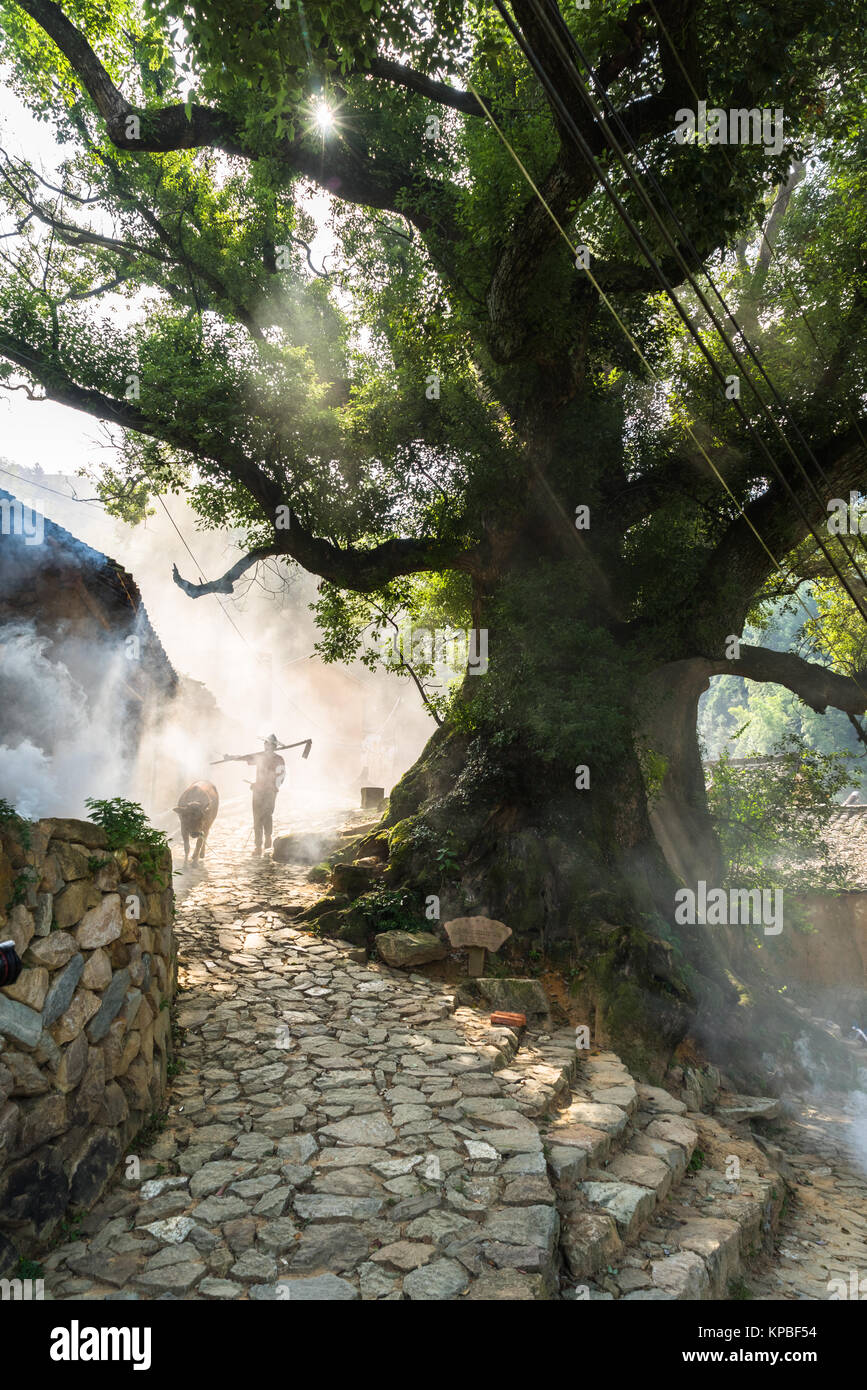 Big banyan tree hi-res stock photography and images - Alamy