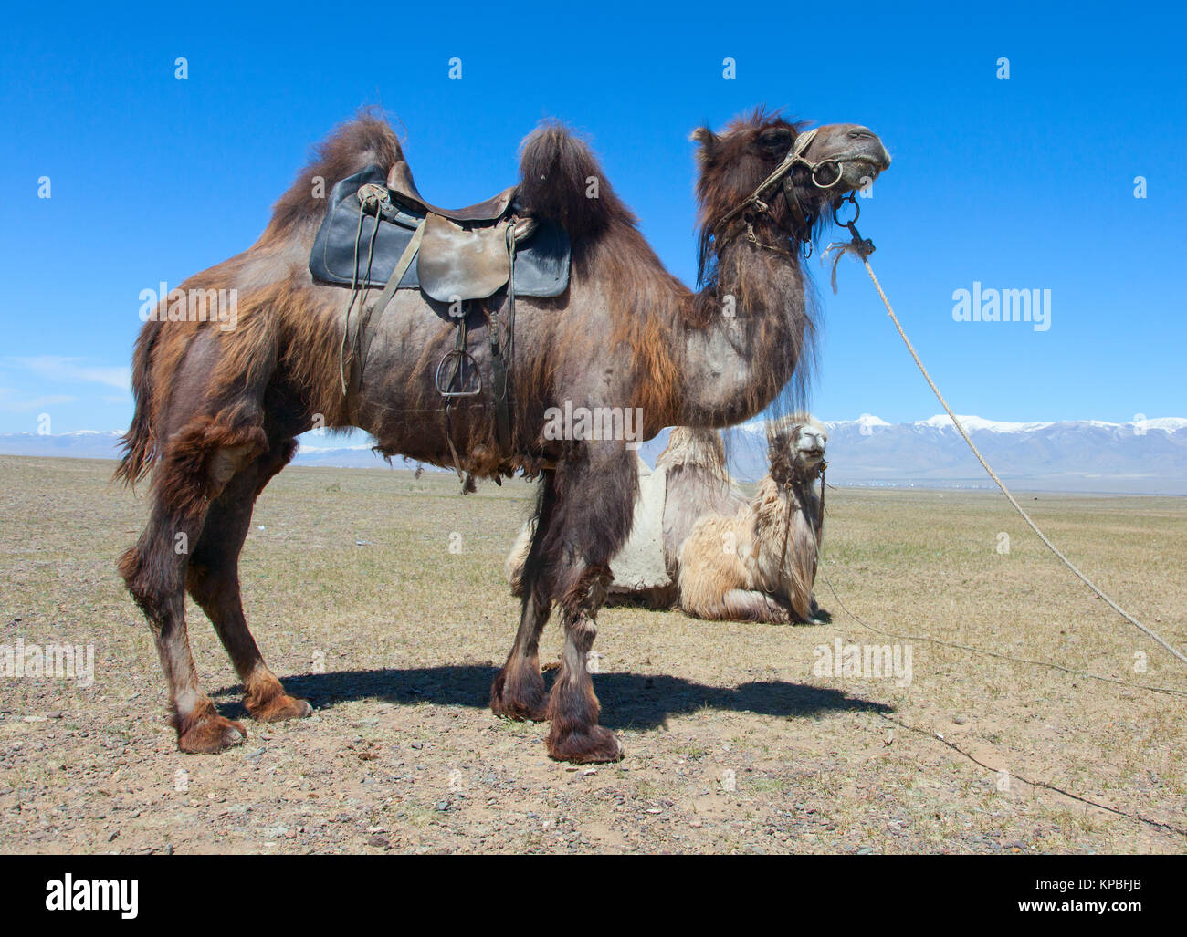 Bactrian camel saddled for riding in the desert Stock Photo - Alamy