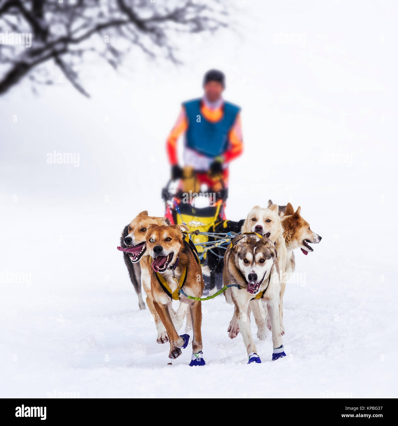 Sledge dogs in speed racing Stock Photo - Alamy