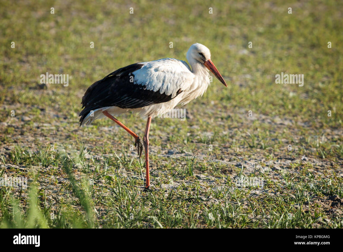 Portrait of a white stork Stock Photo - Alamy