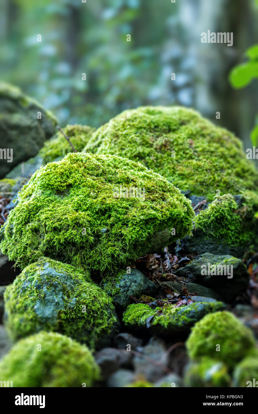 Green mossy rocks wet surface hi-res stock photography and images - Alamy