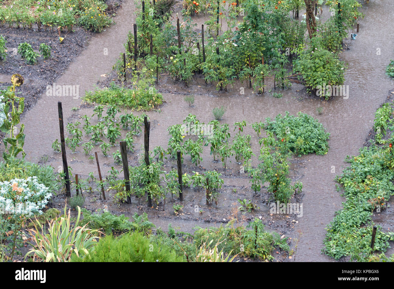 Vegetable garden after heavy rain Stock Photo - Alamy