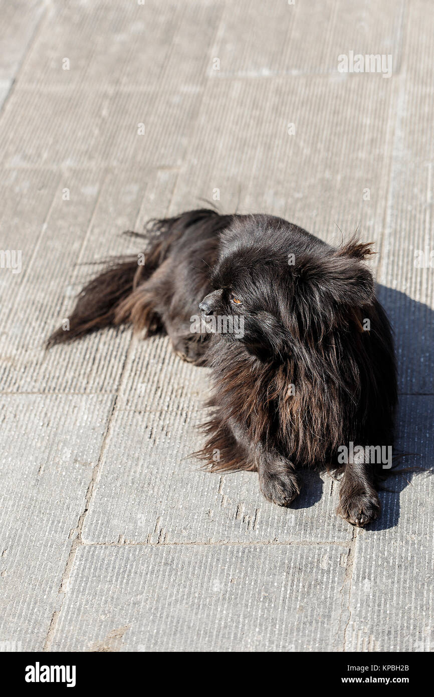 Grey hair china hi-res stock photography and images - Alamy