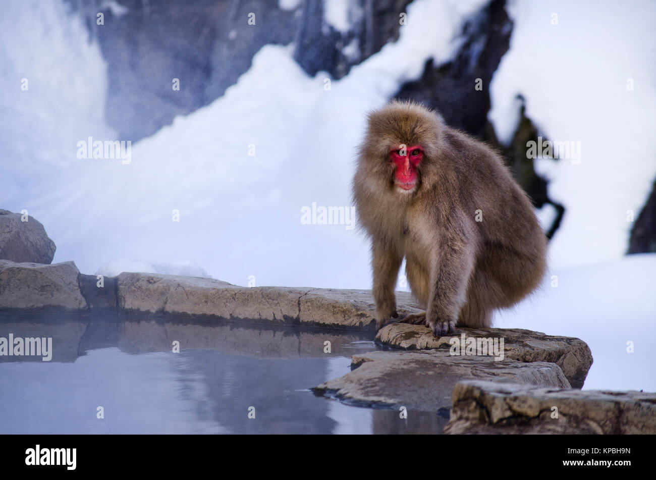 Animal onsen hi-res stock photography and images - Alamy