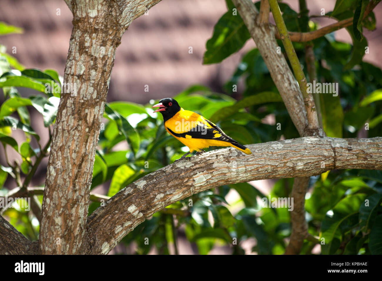 Bird on mango tree hi-res stock photography and images - Alamy