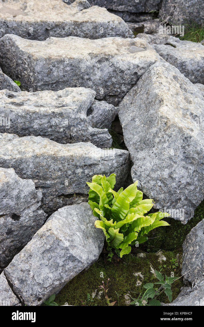 Limestone pavement wildflowers hi-res stock photography and images - Alamy