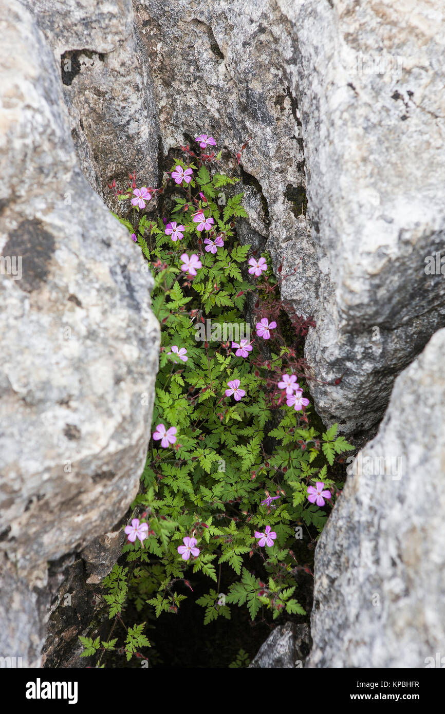 Gryke grykes hi-res stock photography and images - Alamy