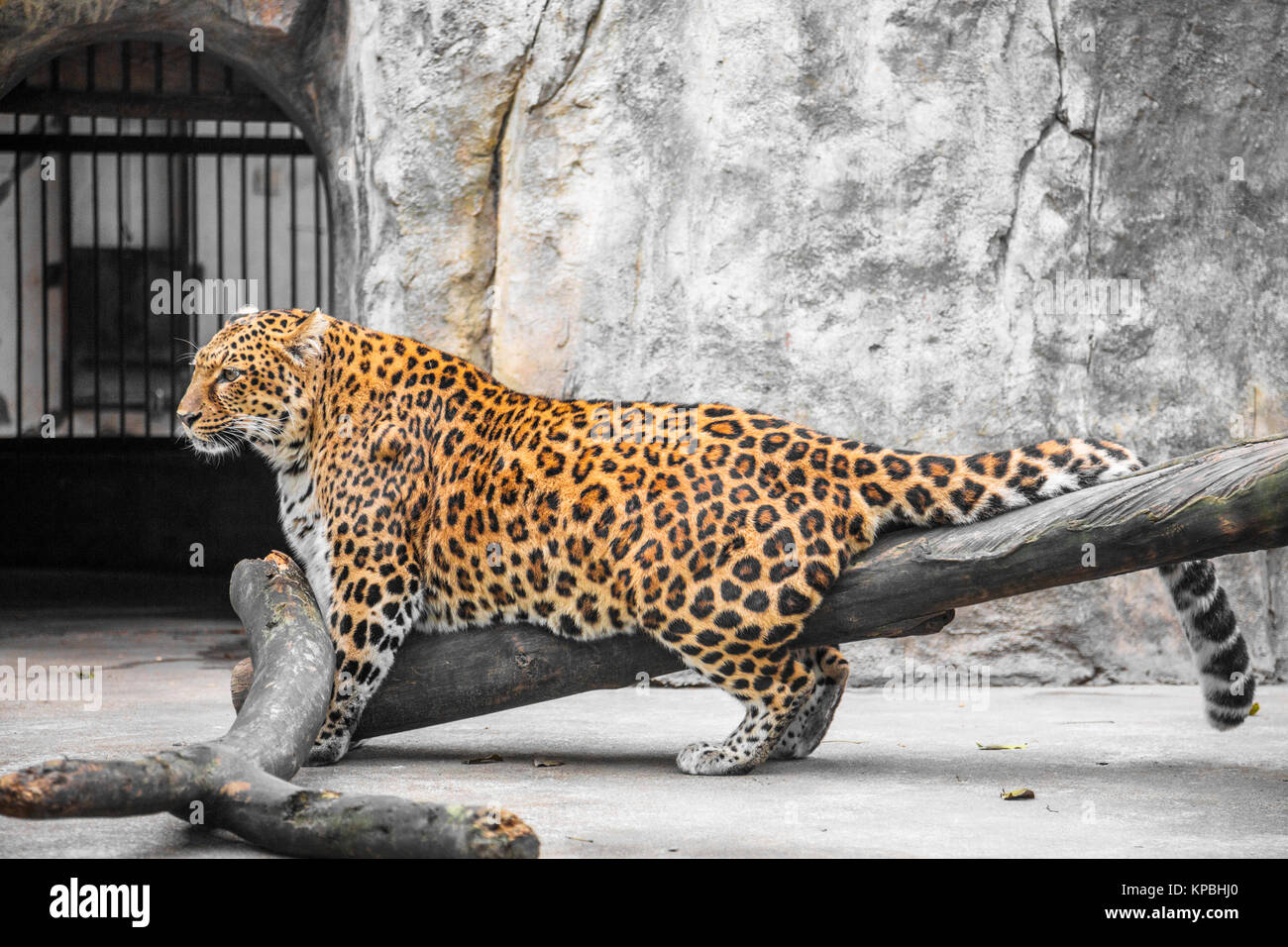 Close-Up Of Leopard In Zoo Stock Photo - Alamy