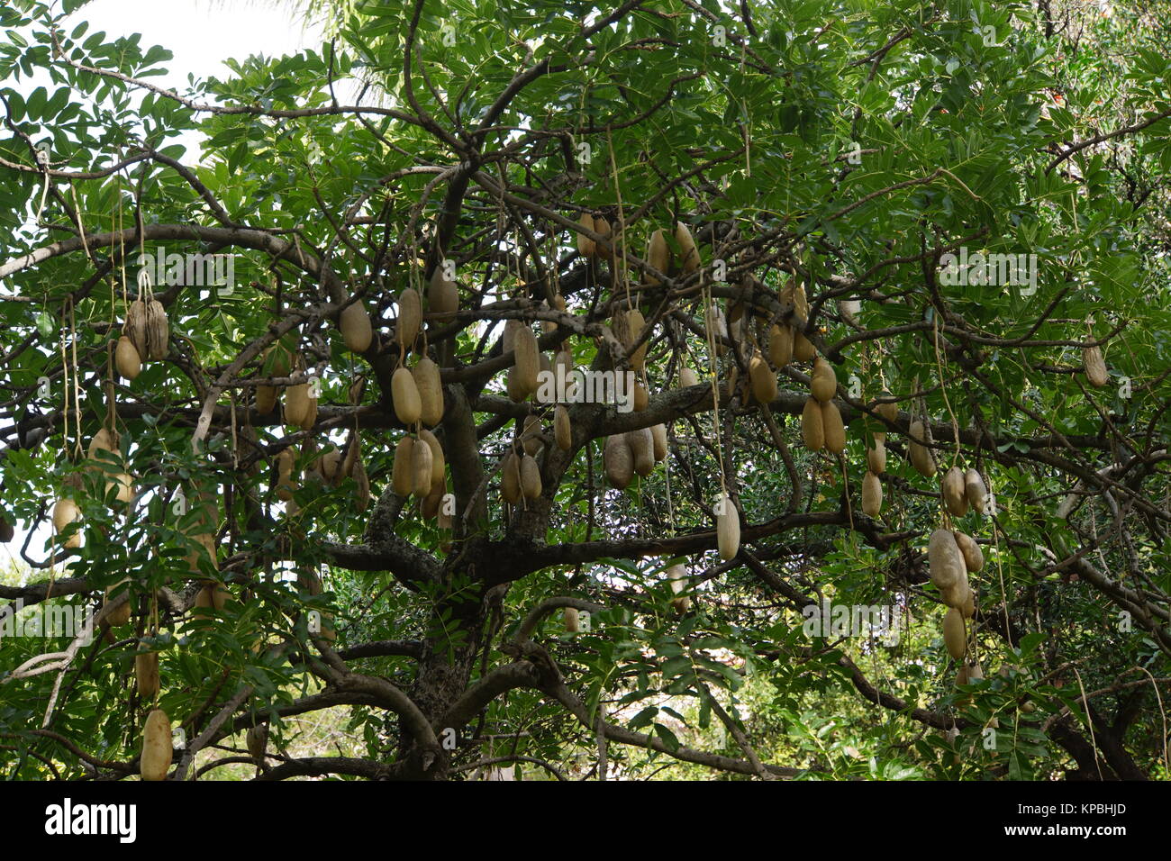 Kigelia pinnata hi-res stock photography and images - Alamy