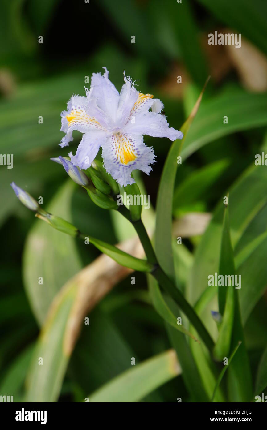 fringed iris - iris japonica Stock Photo - Alamy