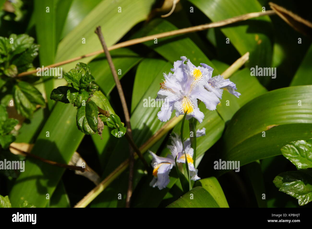 Fringed Iris High Resolution Stock Photography and Images - Alamy