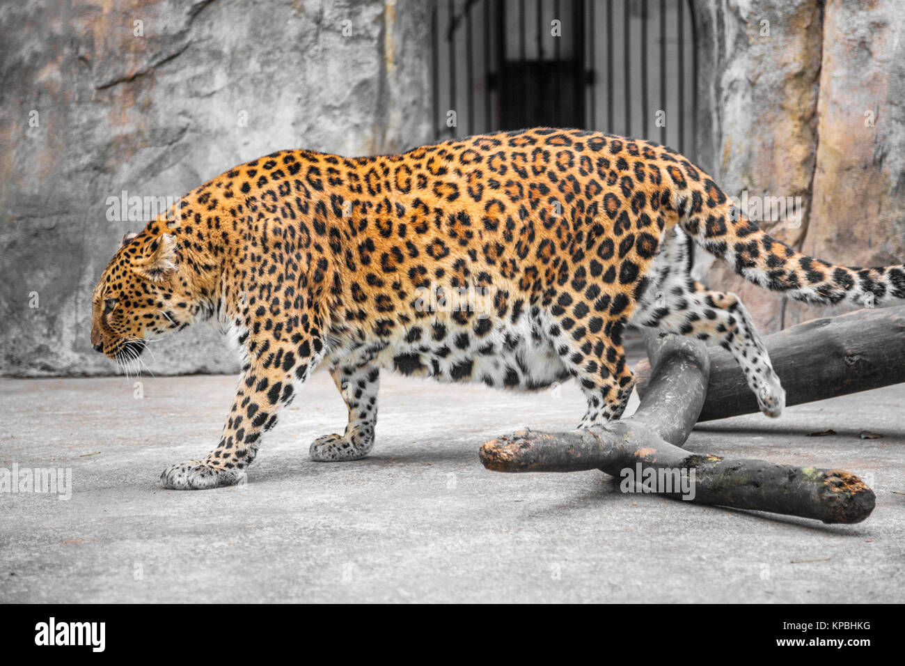 Close-Up Of Leopard In Zoo Stock Photo - Alamy