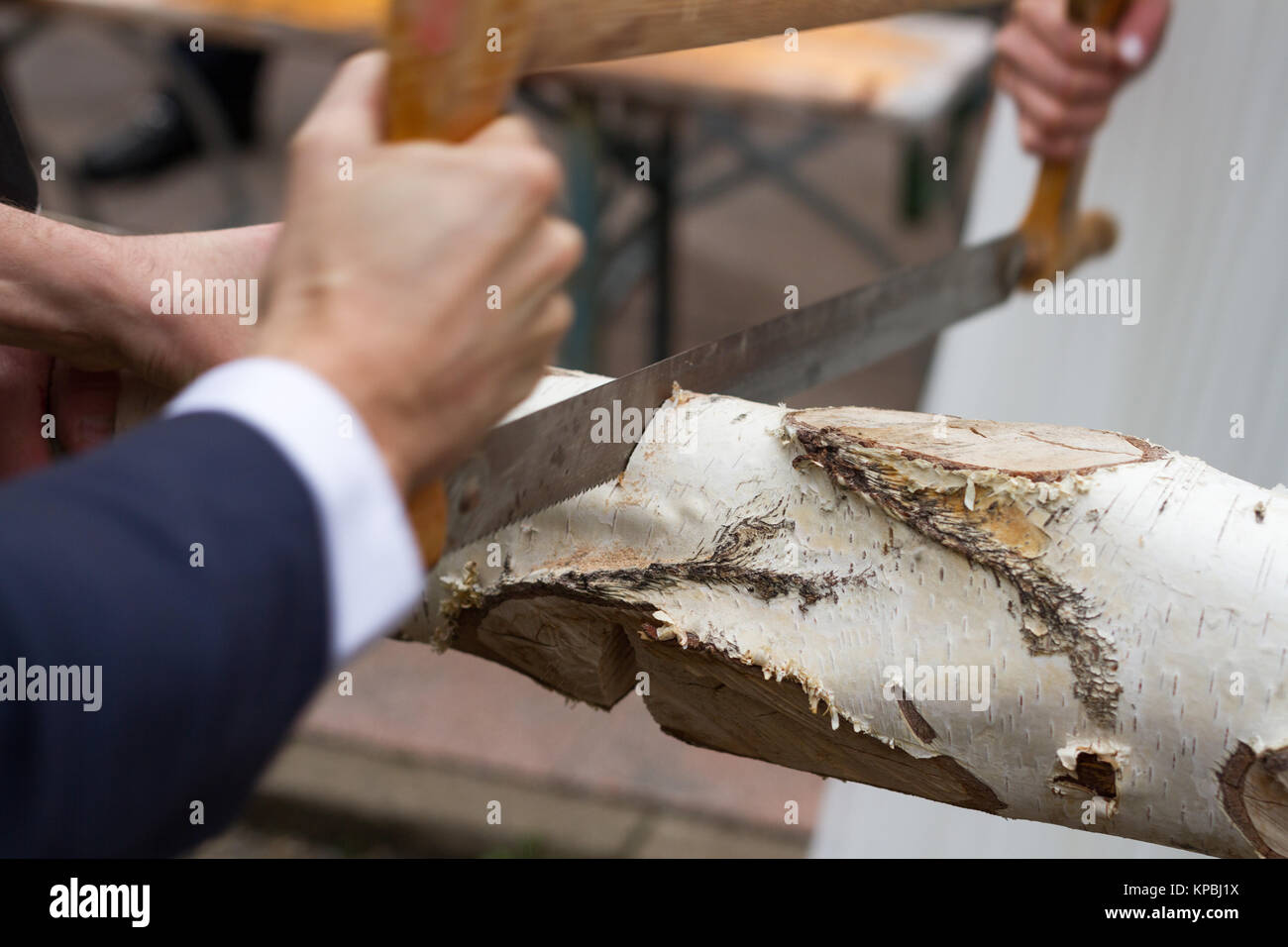 Sawing Birch (1 Stock Photo - Alamy