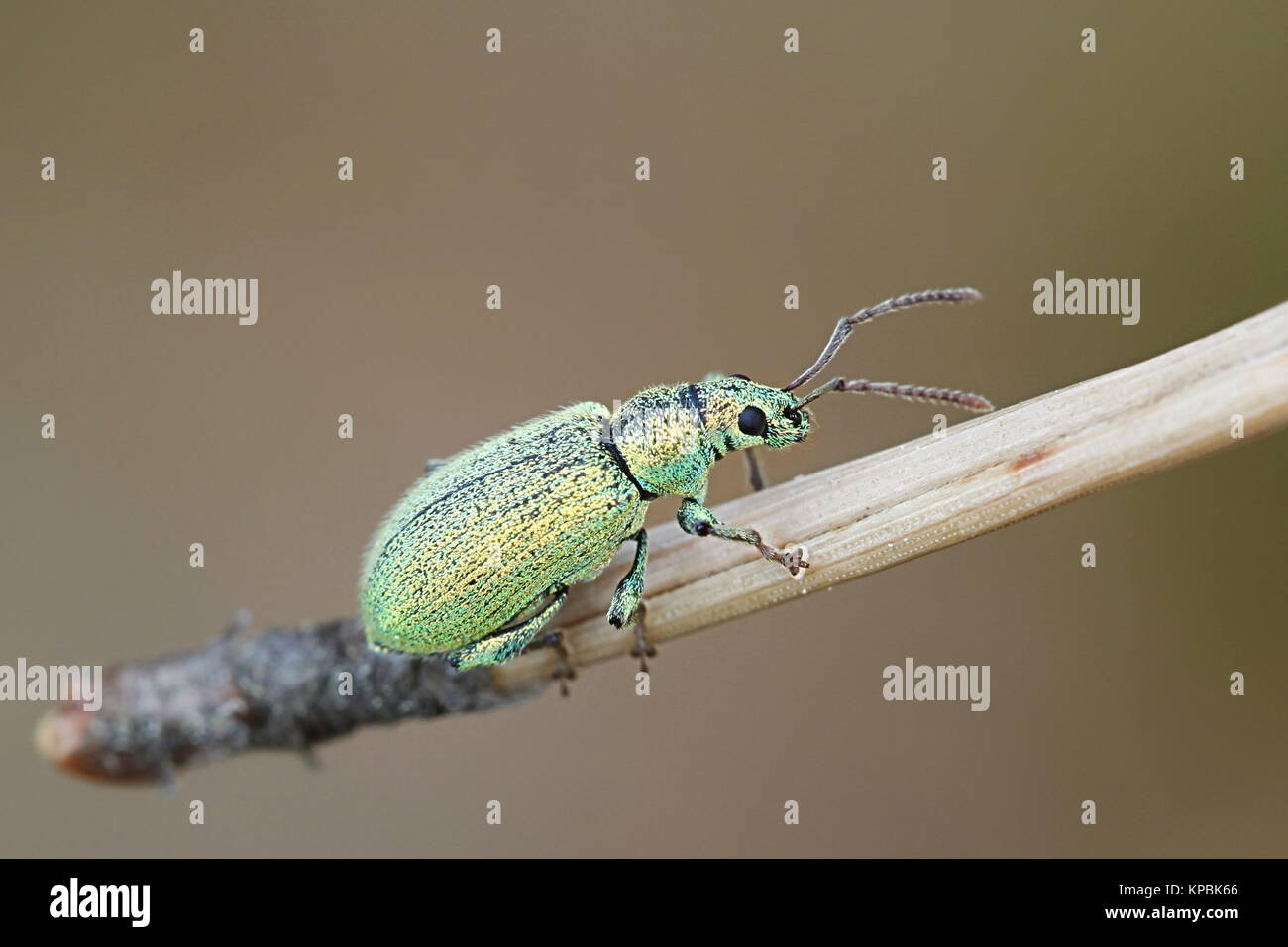 Leaf weevil, Phyllobius sp Stock Photo - Alamy
