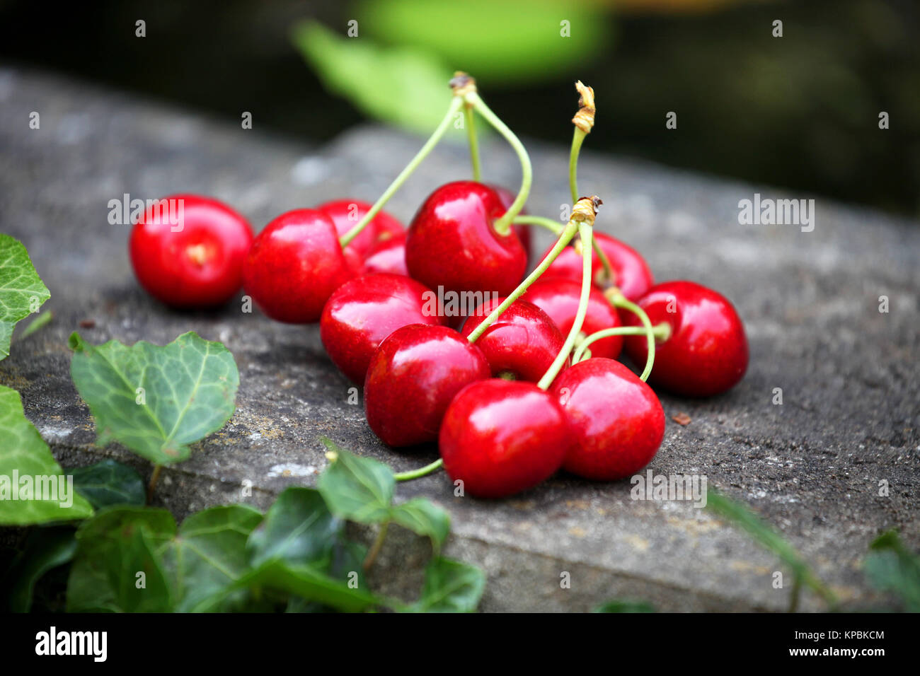 Cherries in summer after harvest on a garden wall Stock Photo - Alamy