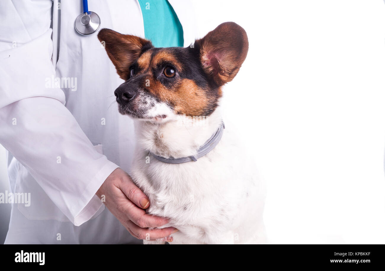 Vet with dog Stock Photo - Alamy