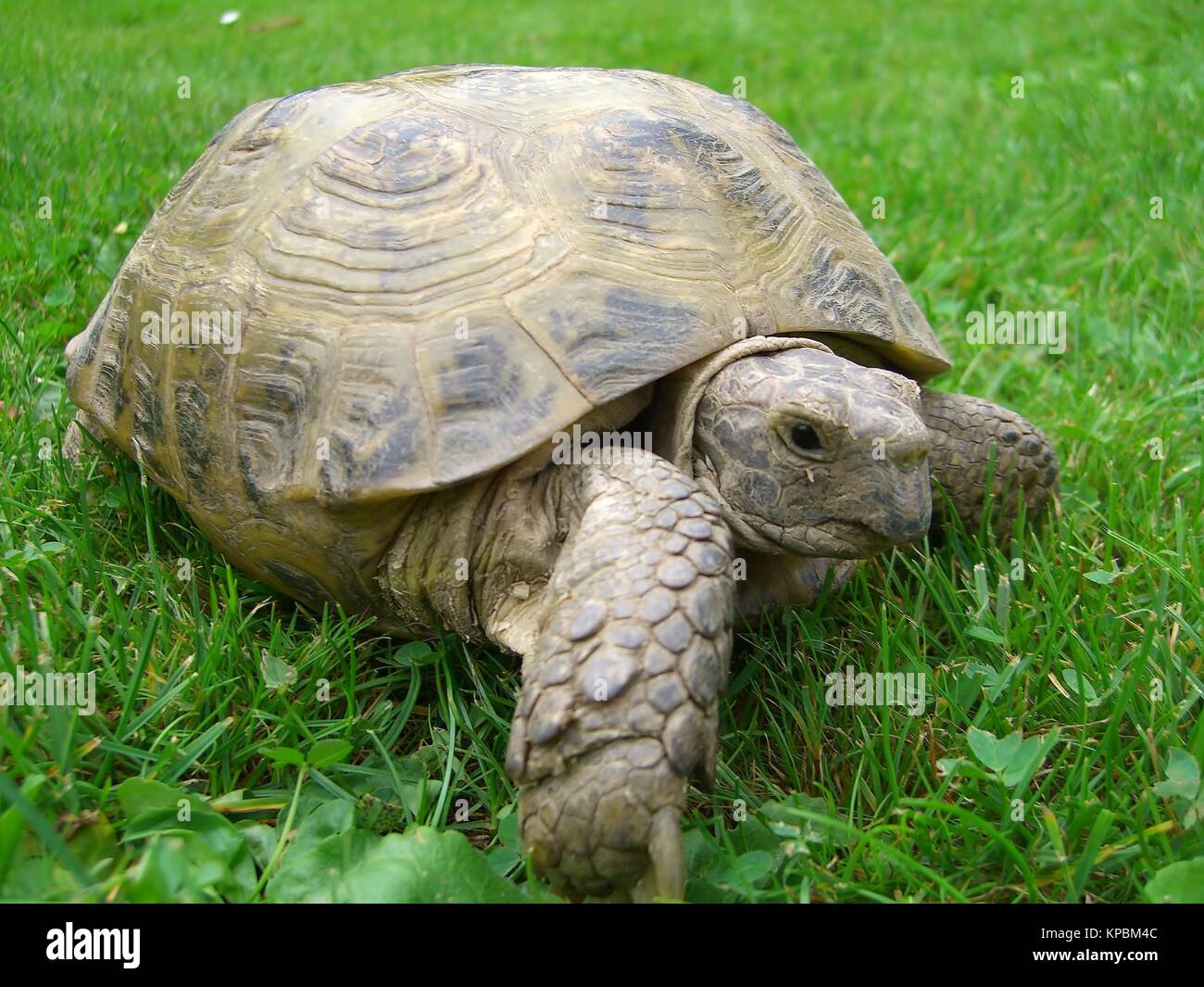 Turtle on its back hi-res stock photography and images - Alamy